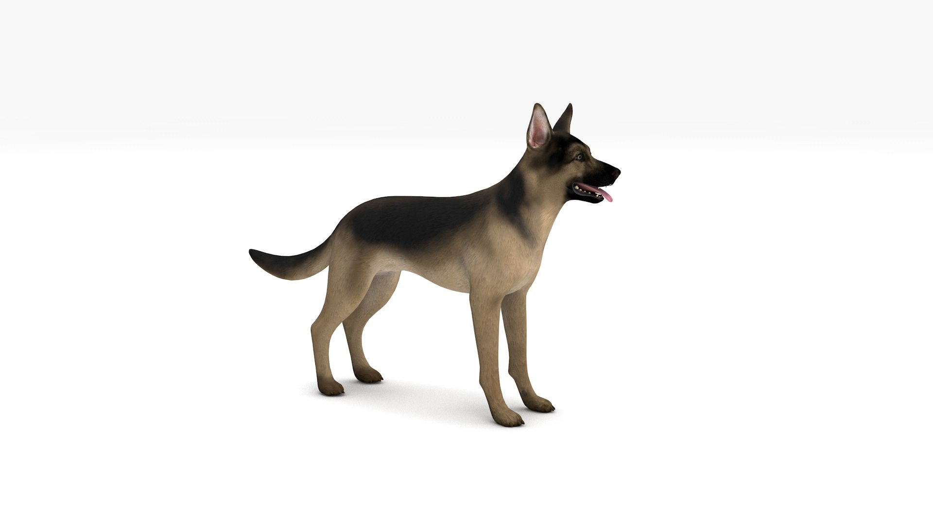 Shepherd 3D Model - TurboSquid 2086890