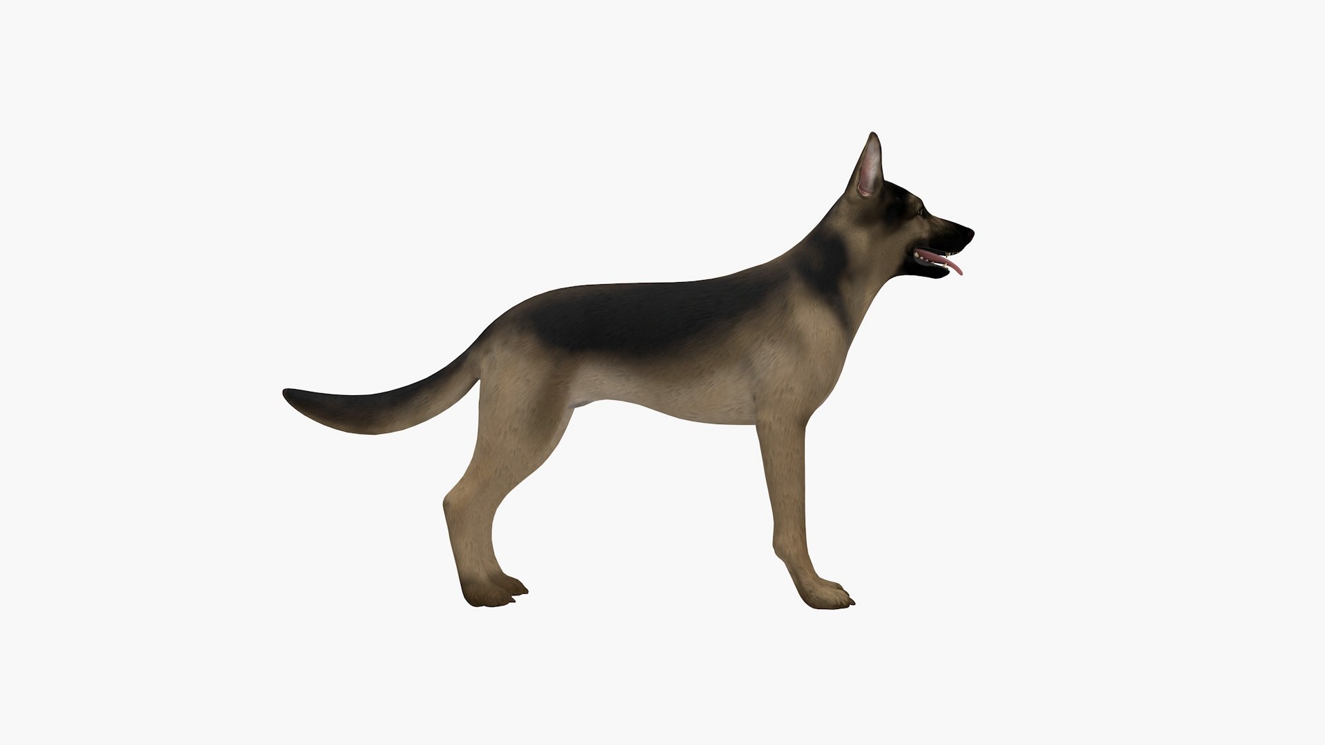 Shepherd 3D Model - TurboSquid 2086890