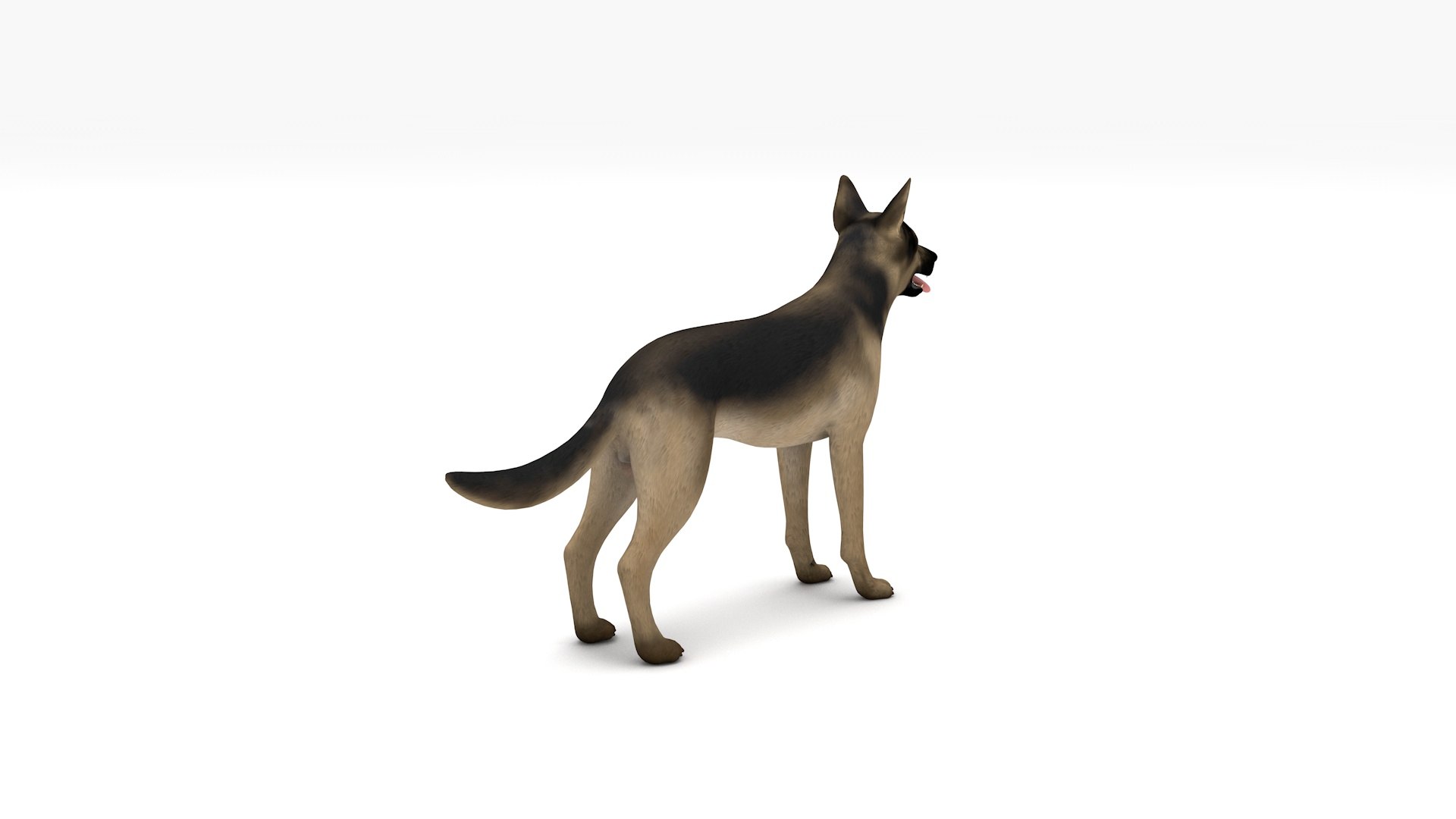 Shepherd 3D Model - TurboSquid 2086890