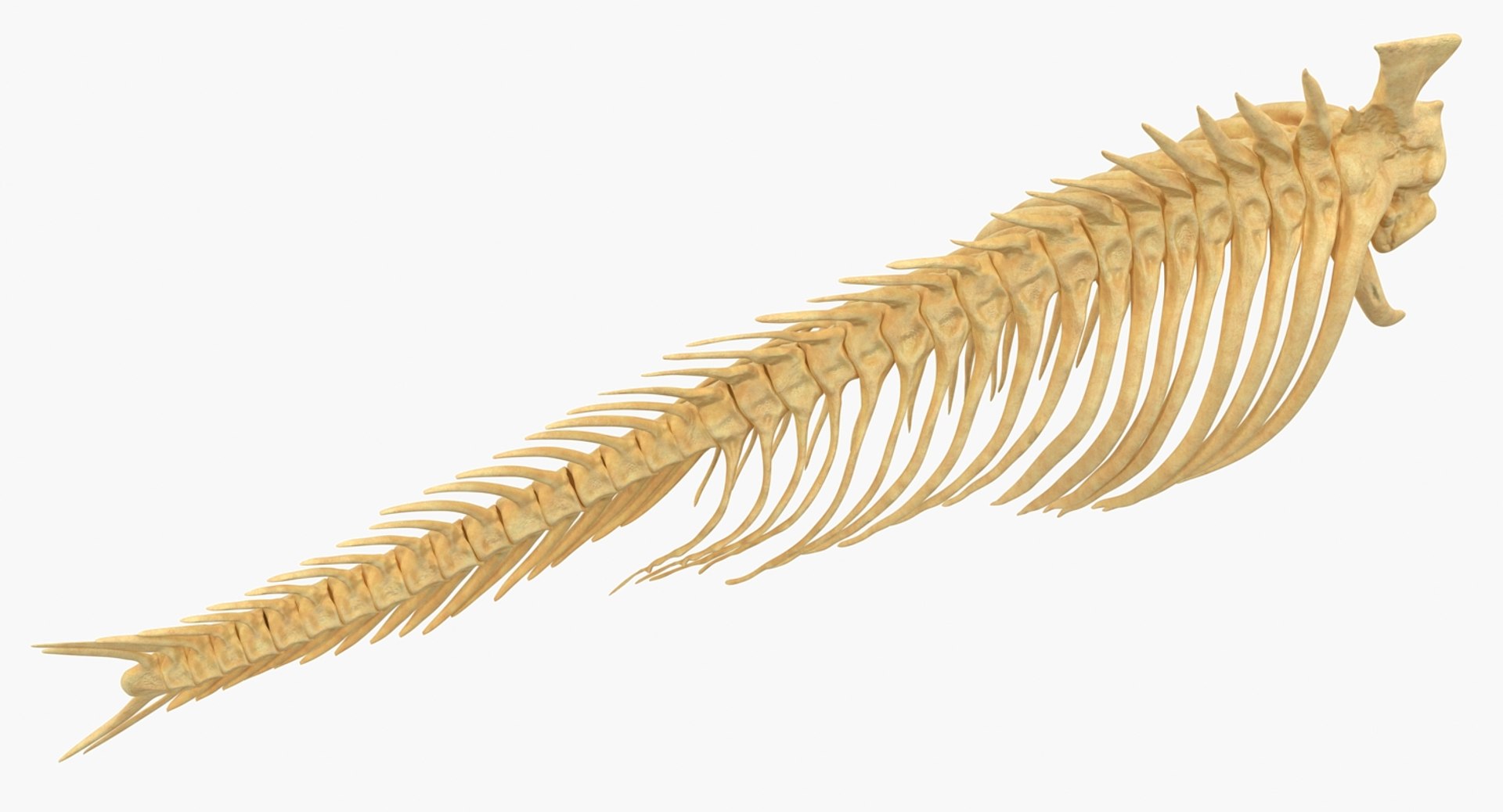 Fish Vertebrae Bones 3D Model - TurboSquid 1329296