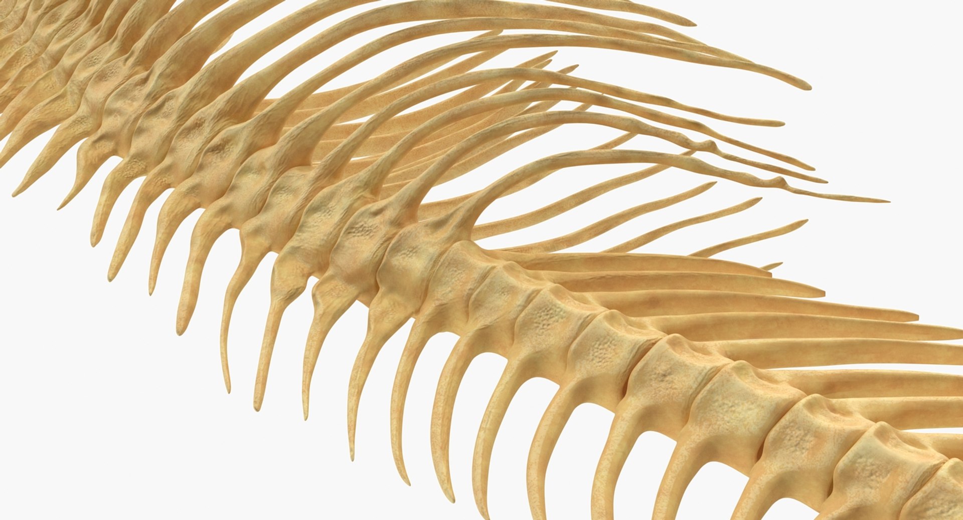 Fish Vertebrae Bones 3D Model - TurboSquid 1329296
