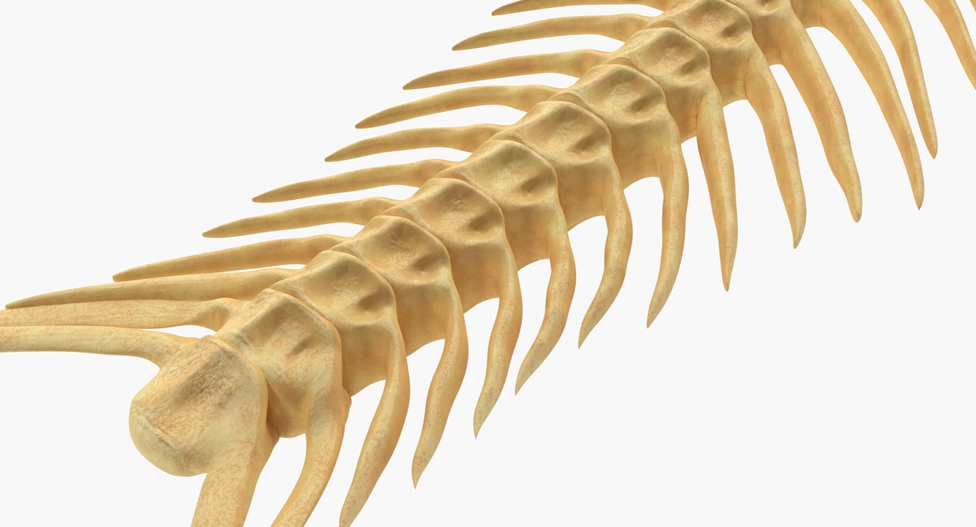 Fish Vertebrae Bones 3D Model - TurboSquid 1329296