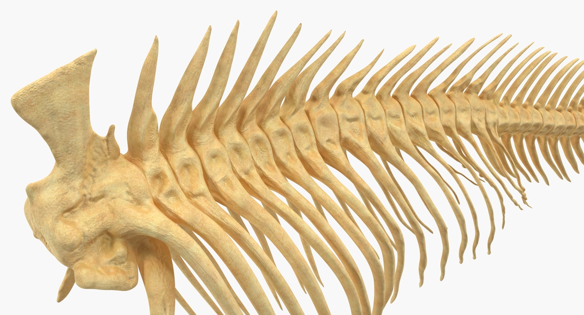 Fish Vertebrae Bones 3D Model - TurboSquid 1329296