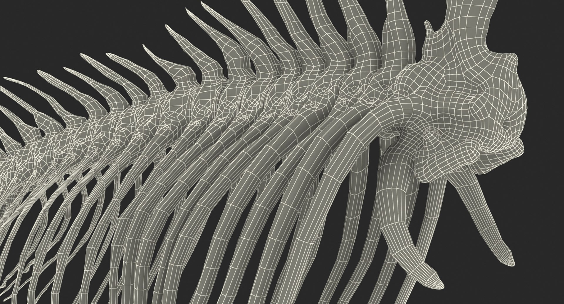 Fish Vertebrae Bones 3D Model - TurboSquid 1329296