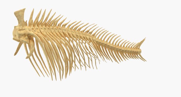Modello 3D Ossa di vertebre di pesce - TurboSquid 1329296
