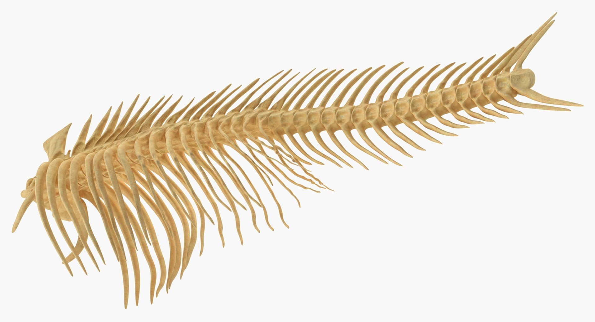 Fish Vertebrae Bones 3D Model - TurboSquid 1329296