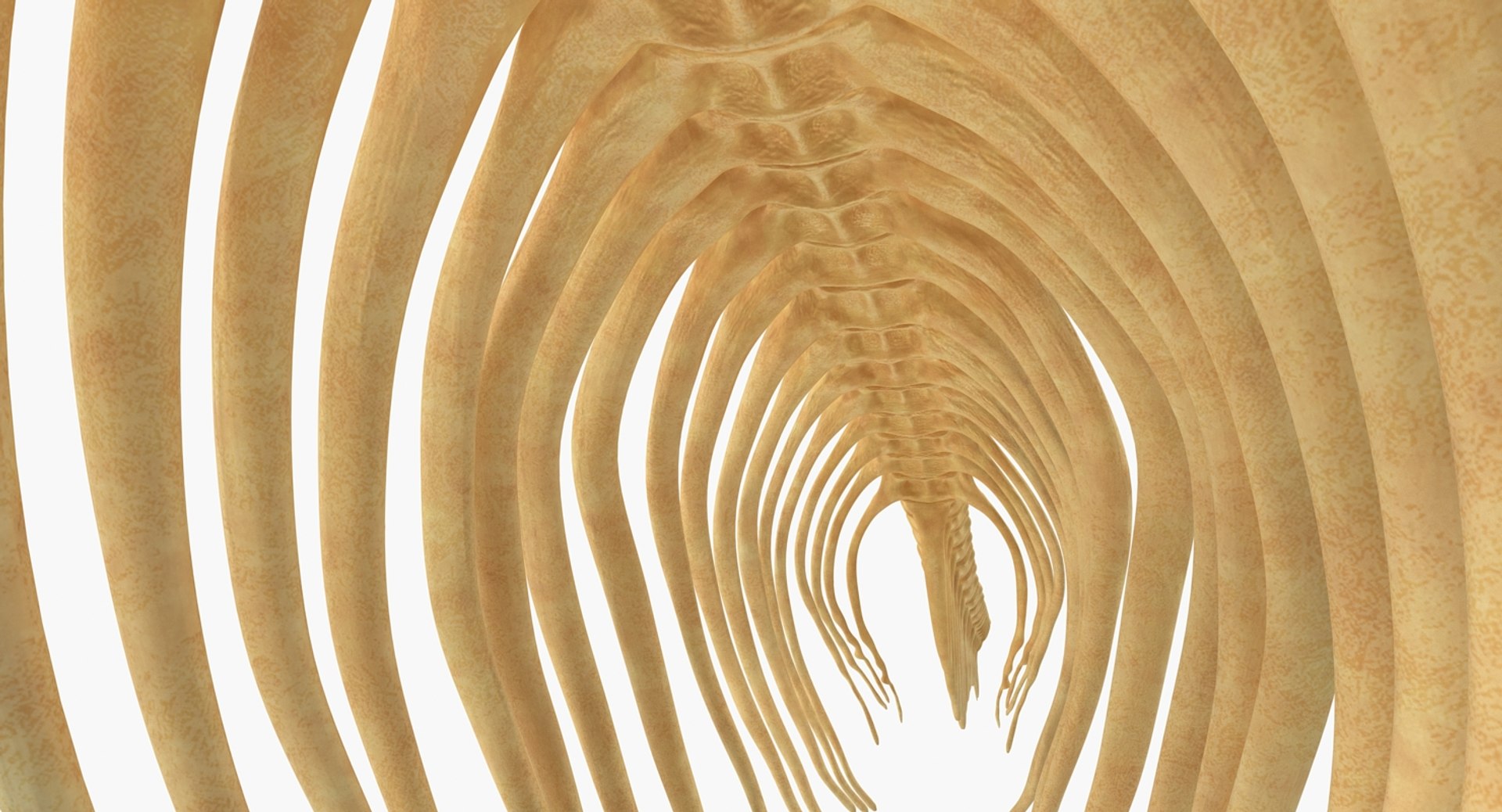 Fish Vertebrae Bones 3D Model - TurboSquid 1329296