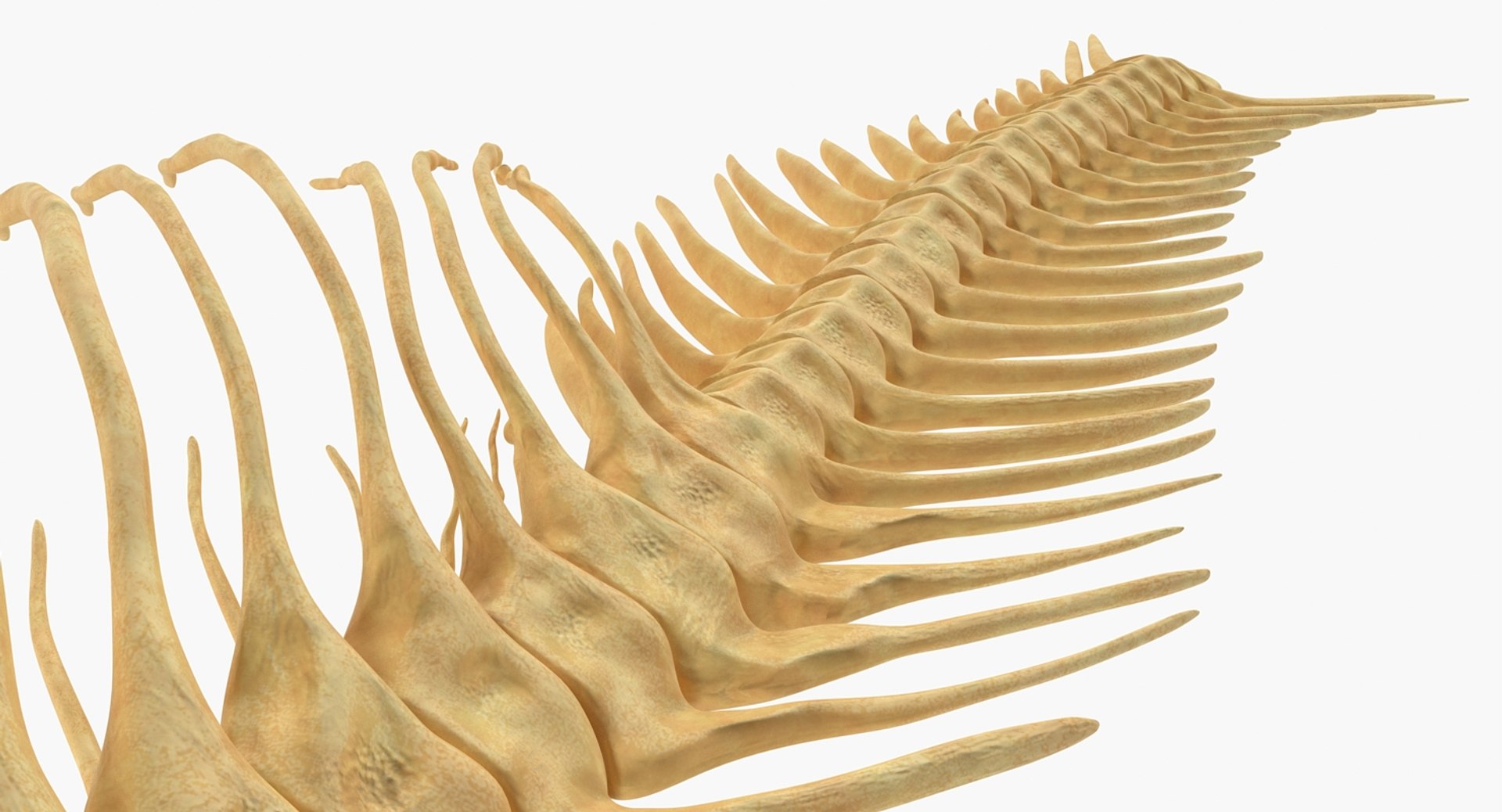 Fish Vertebrae Bones 3D Model - TurboSquid 1329296