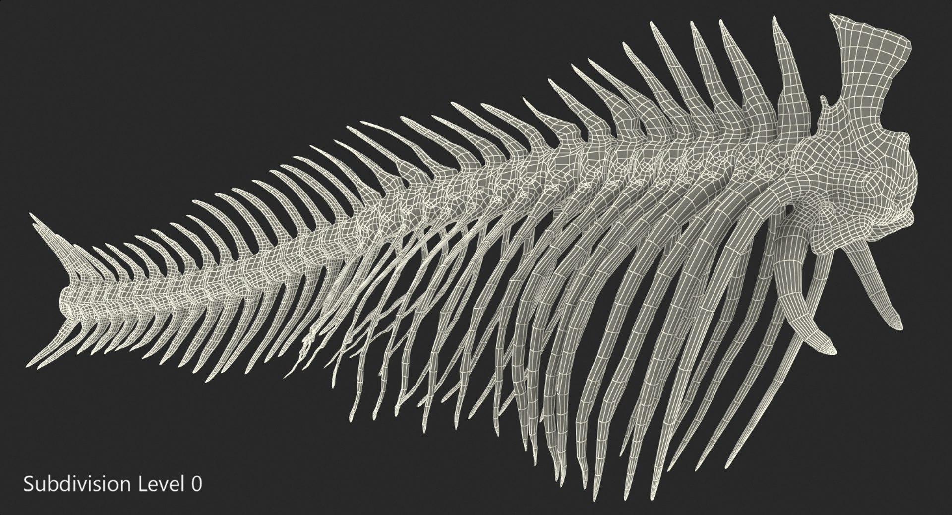 Fish Vertebrae Bones 3D Model - TurboSquid 1329296