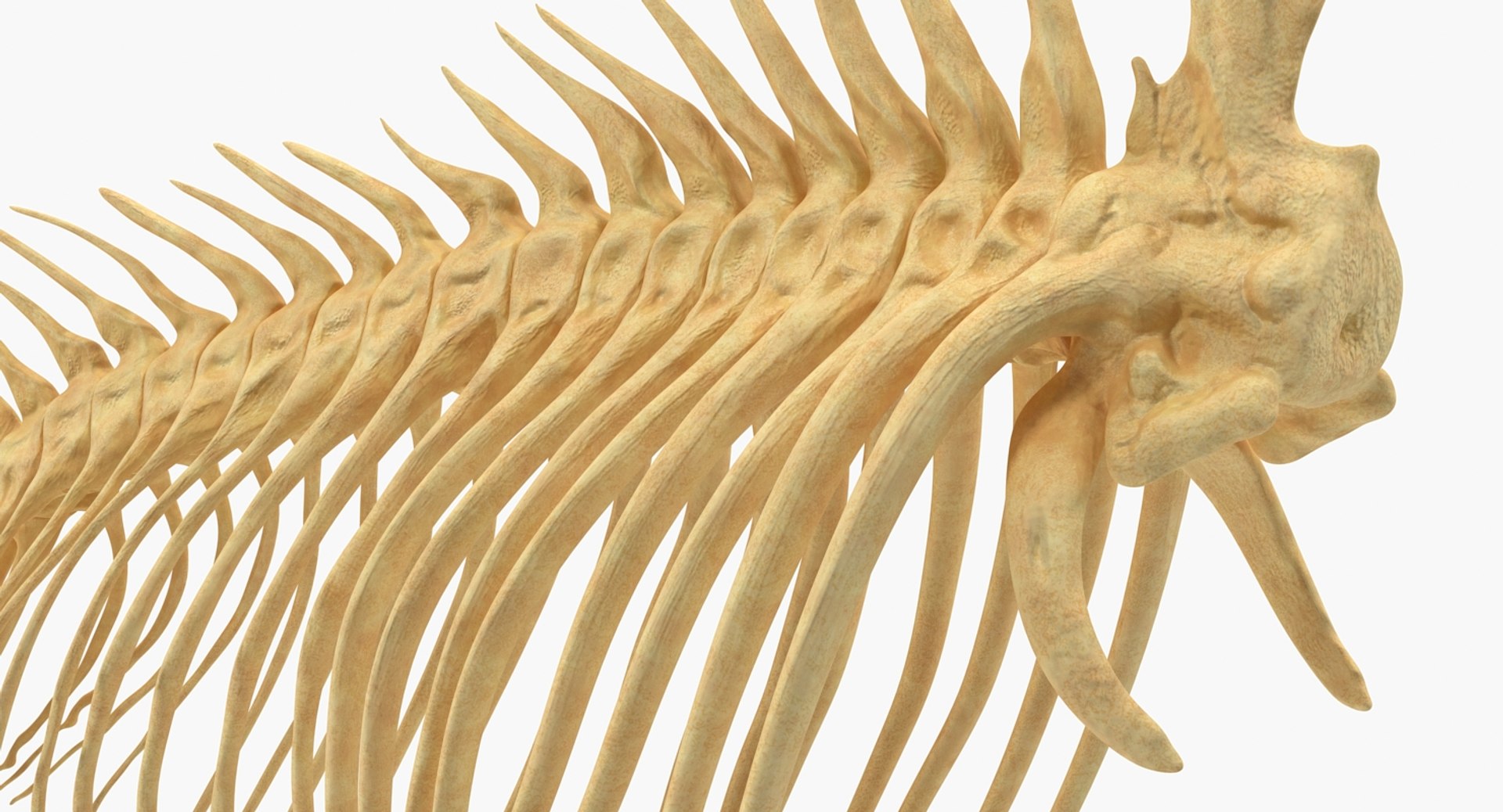Fish Vertebrae Bones 3D Model - TurboSquid 1329296