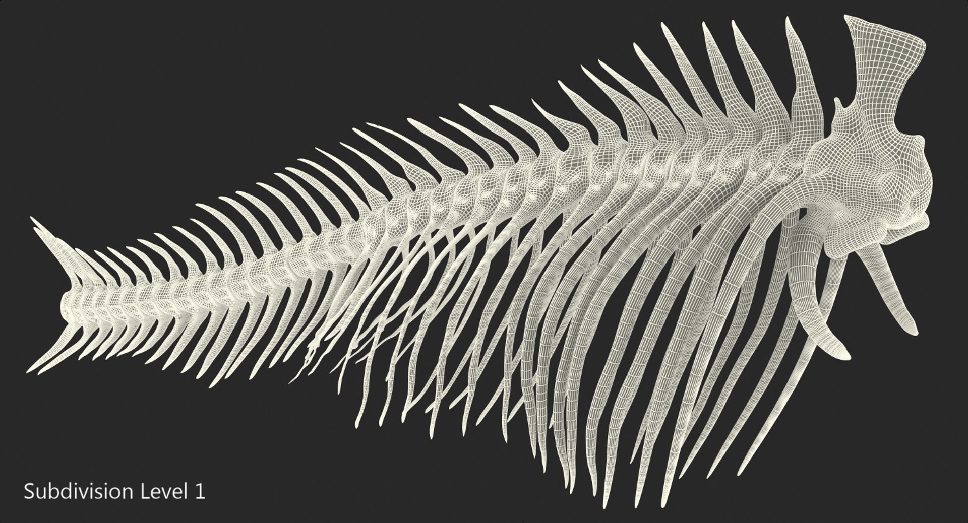 Fish Vertebrae Bones 3D Model - TurboSquid 1329296