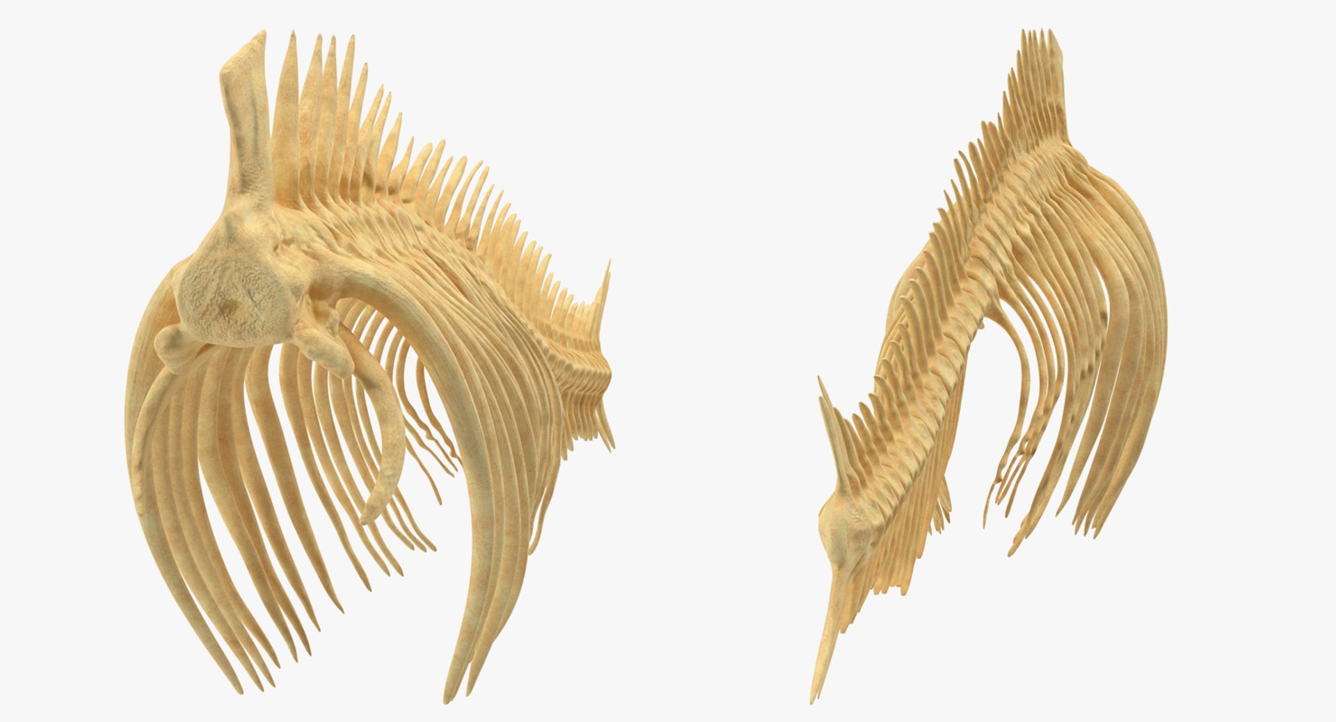Fish Vertebrae Bones 3D Model - TurboSquid 1329296