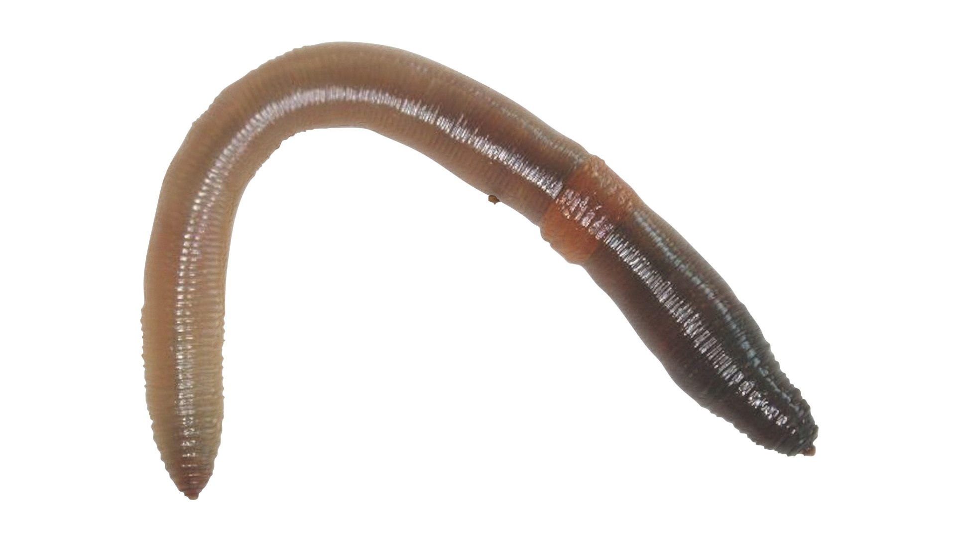 Earthworm 3D - TurboSquid 2280193