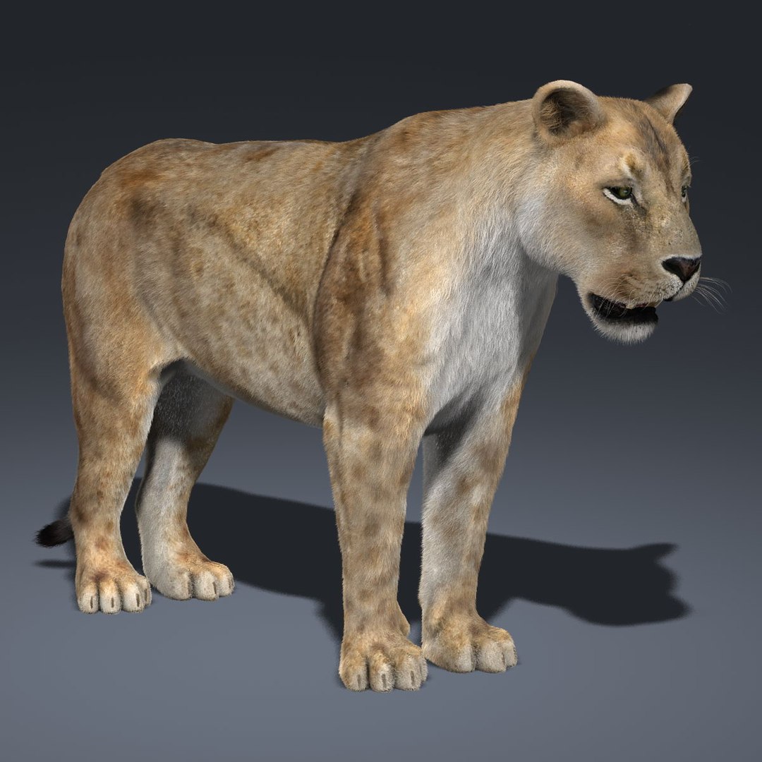 lion lioness fur 3d obj