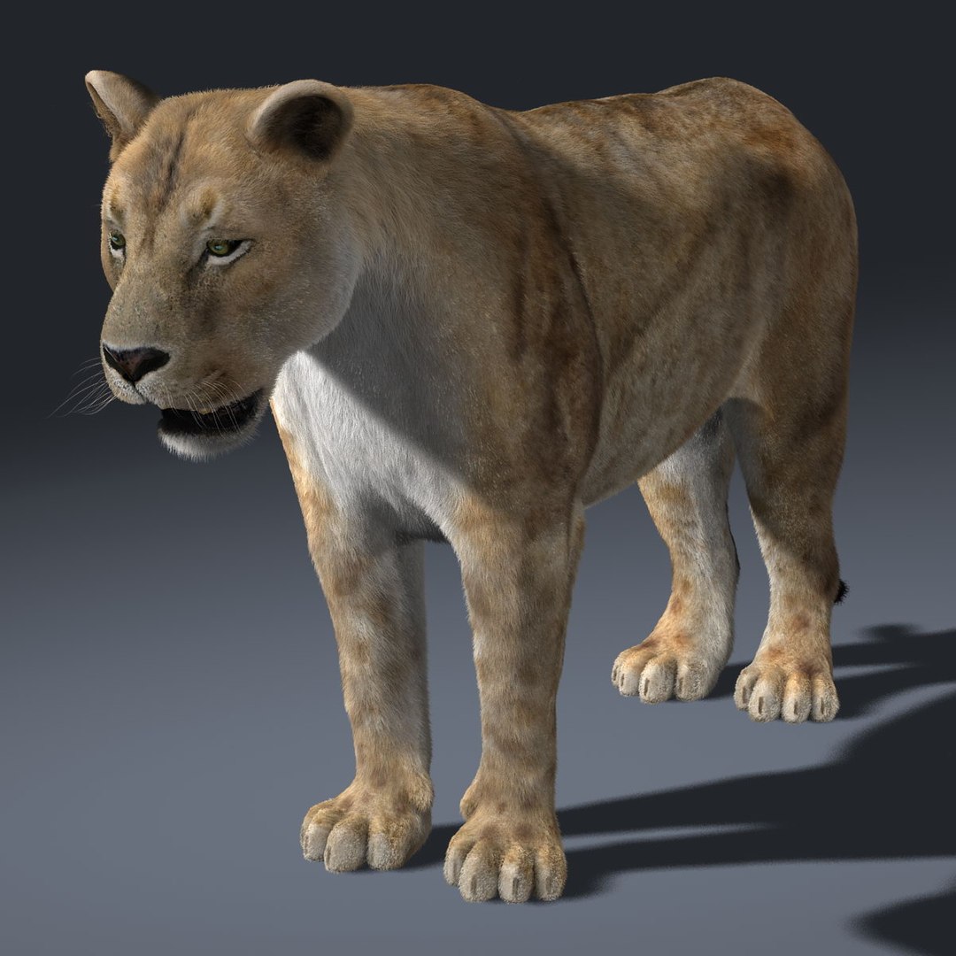 lion lioness fur 3d obj