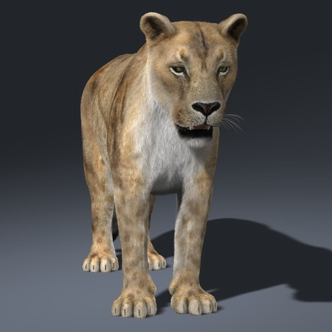lion lioness fur 3d obj
