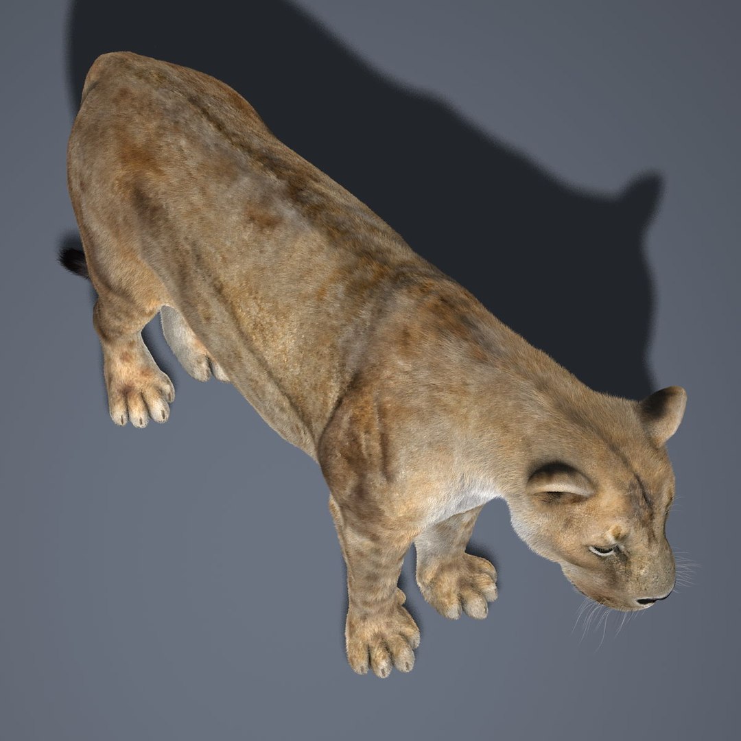 lion lioness fur 3d obj