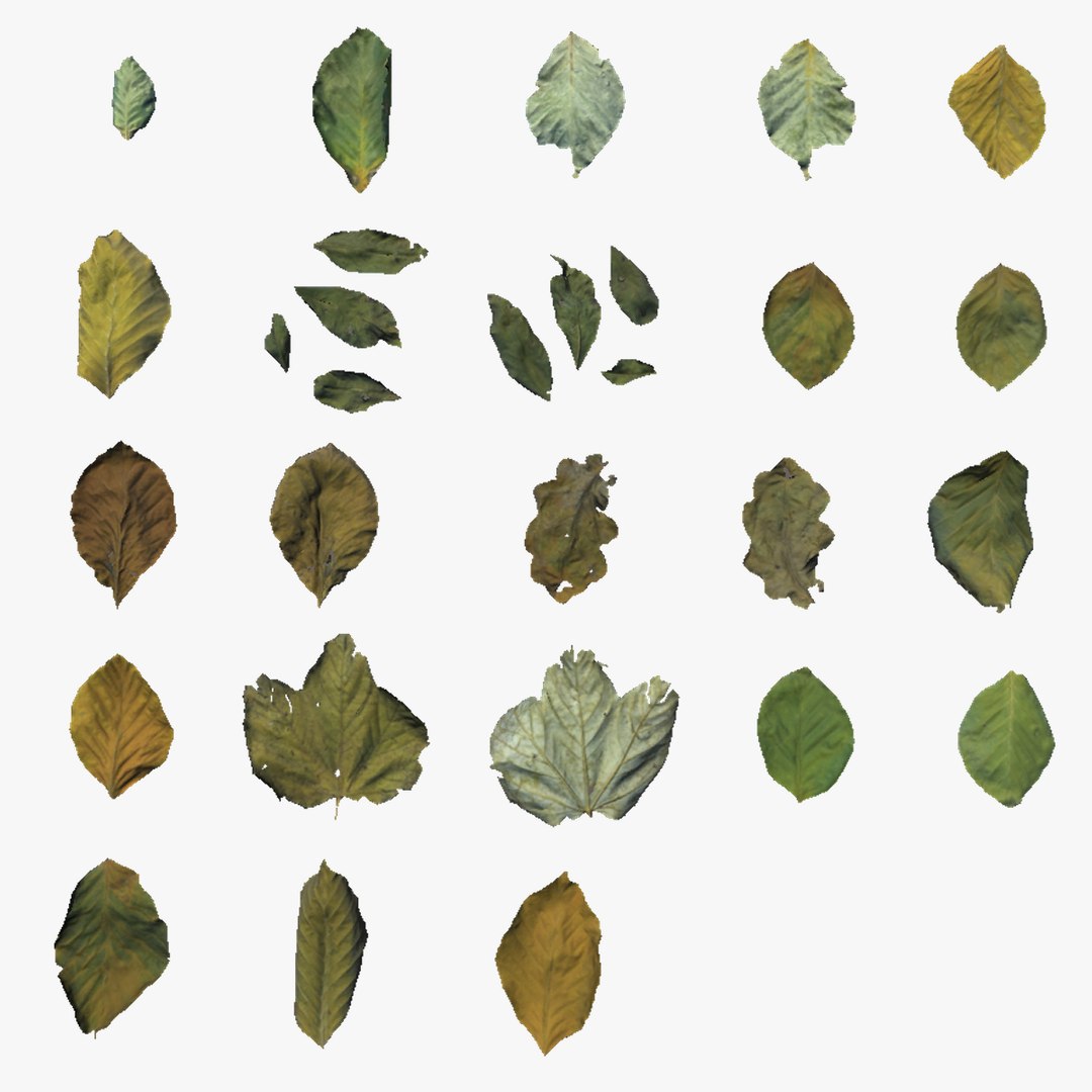 3D Scanned Leaves - TurboSquid 1963149