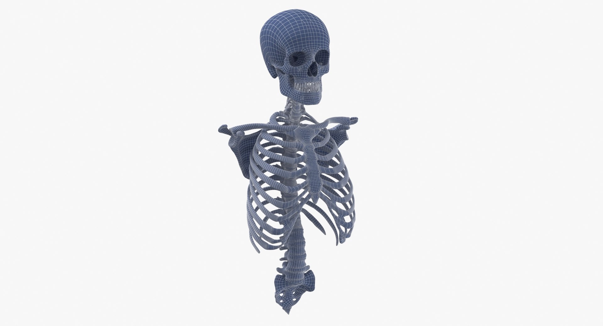 Anatomy Human Male 3D Model - TurboSquid 1657173