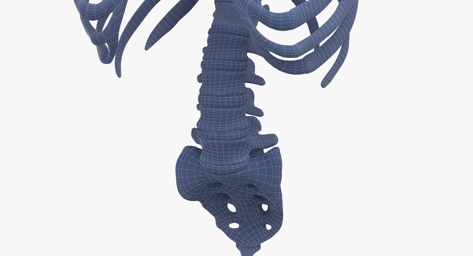 Anatomy Human Male 3D Model - TurboSquid 1657173