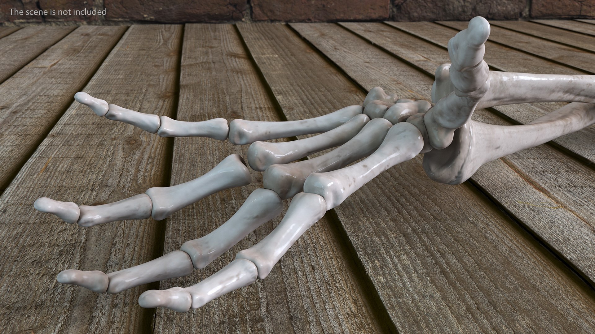 3D Skeleton Arm - TurboSquid 1806951