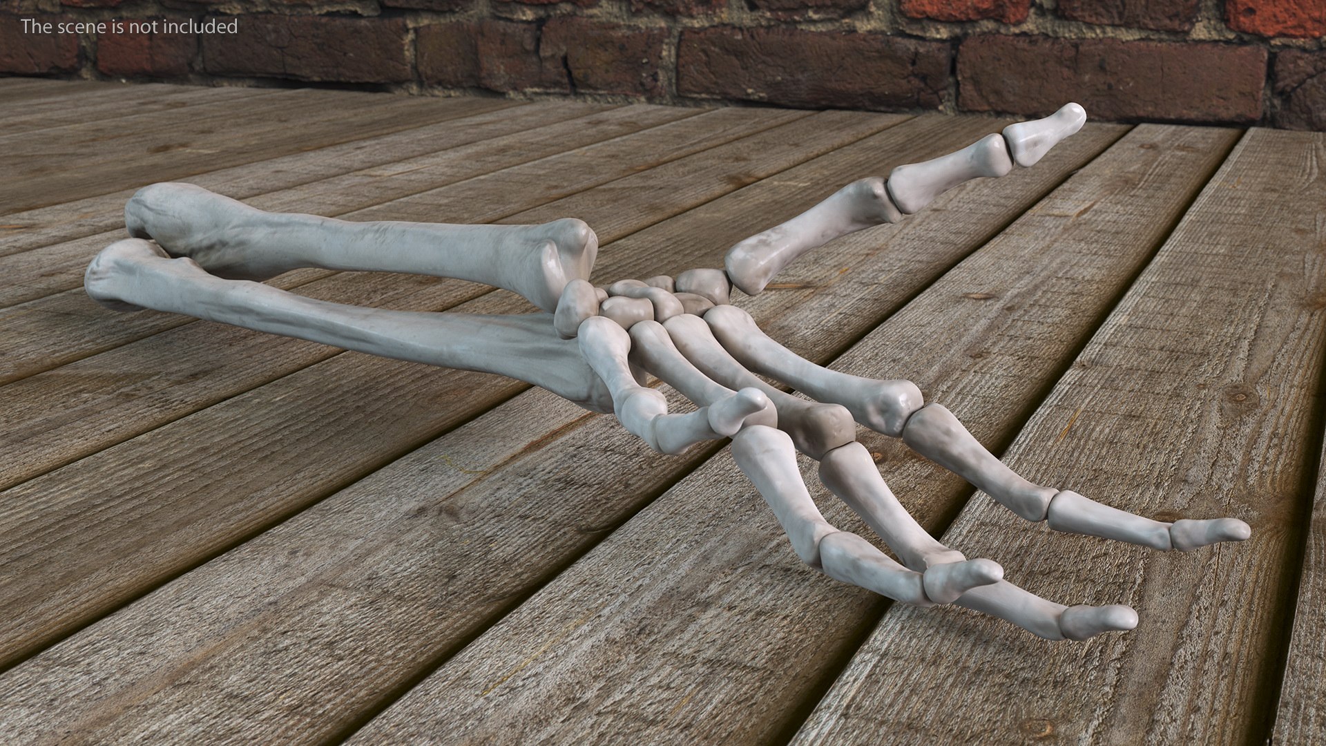 3D Skeleton Arm - TurboSquid 1806951