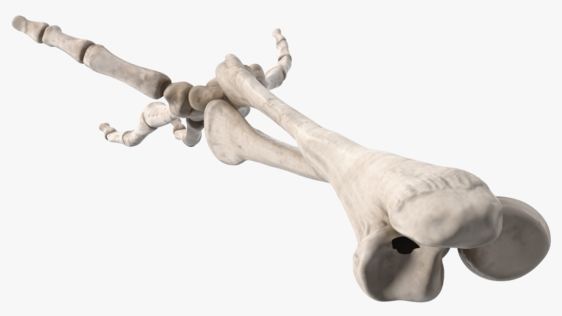 3D Skeleton Arm - TurboSquid 1806951