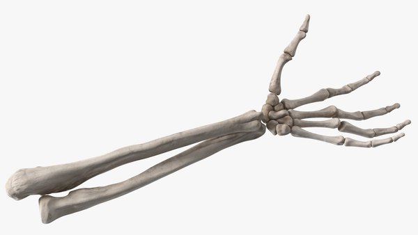 3D Skeleton Arm - TurboSquid 1806951
