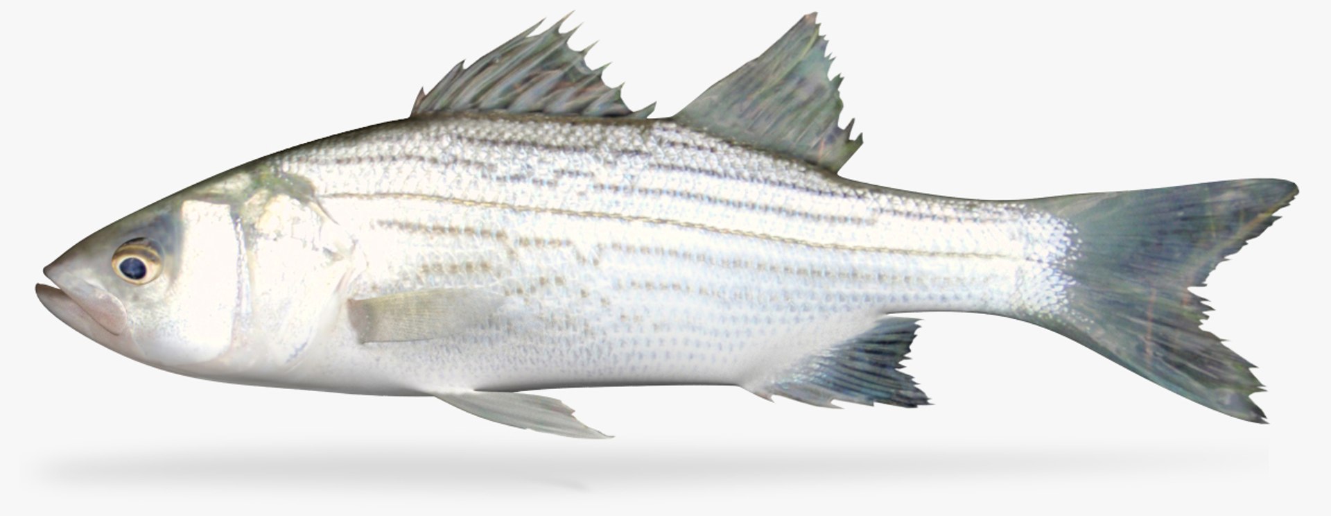 3D Hybrid Striped Bas - TurboSquid 1196658