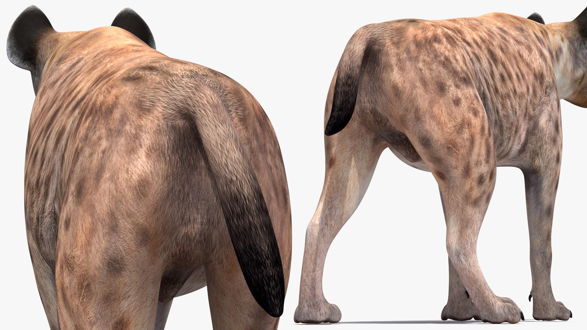 3D walking pose hyena model - TurboSquid 1712830