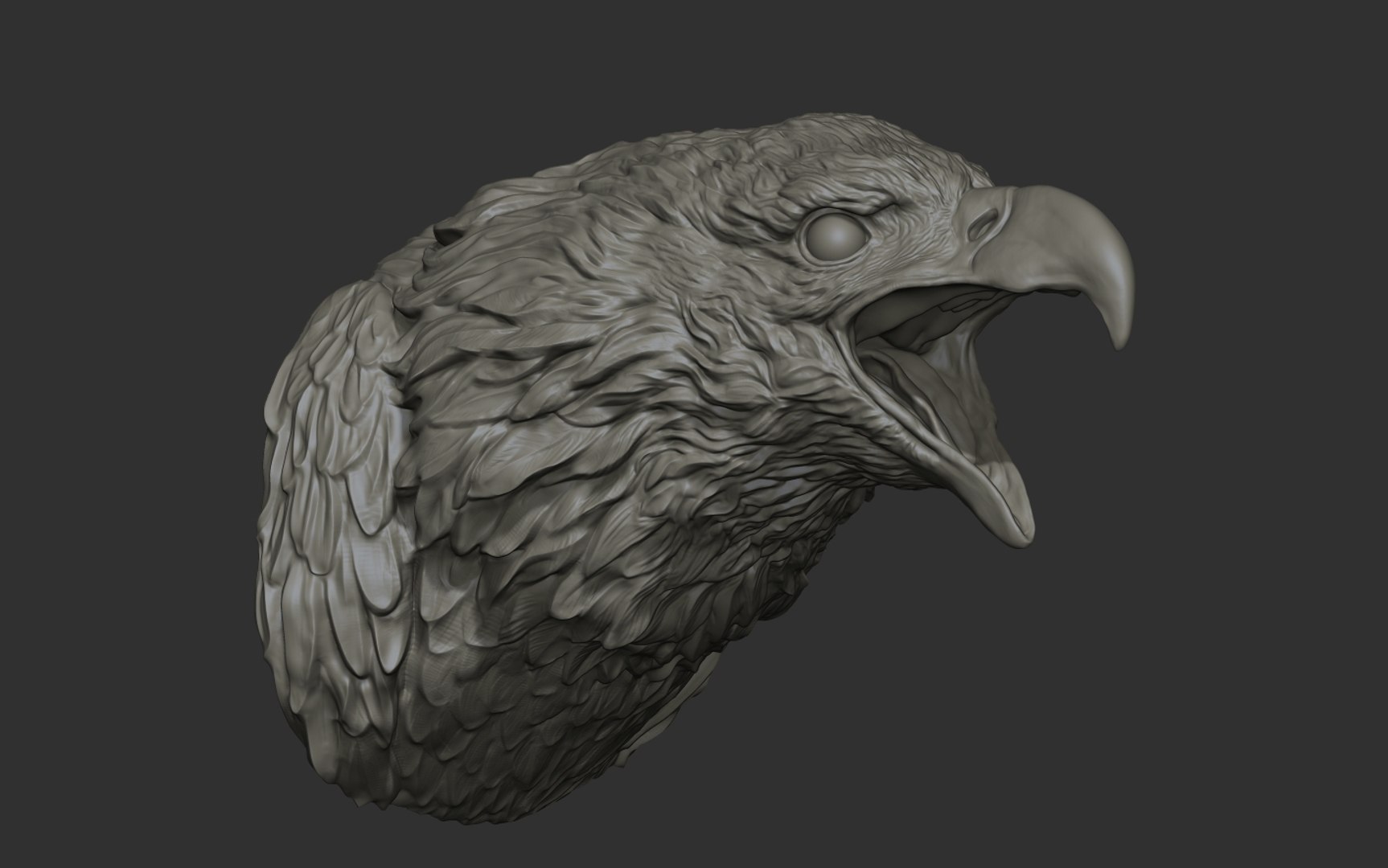 Bald Eagle Head 3D Model - TurboSquid 1767964