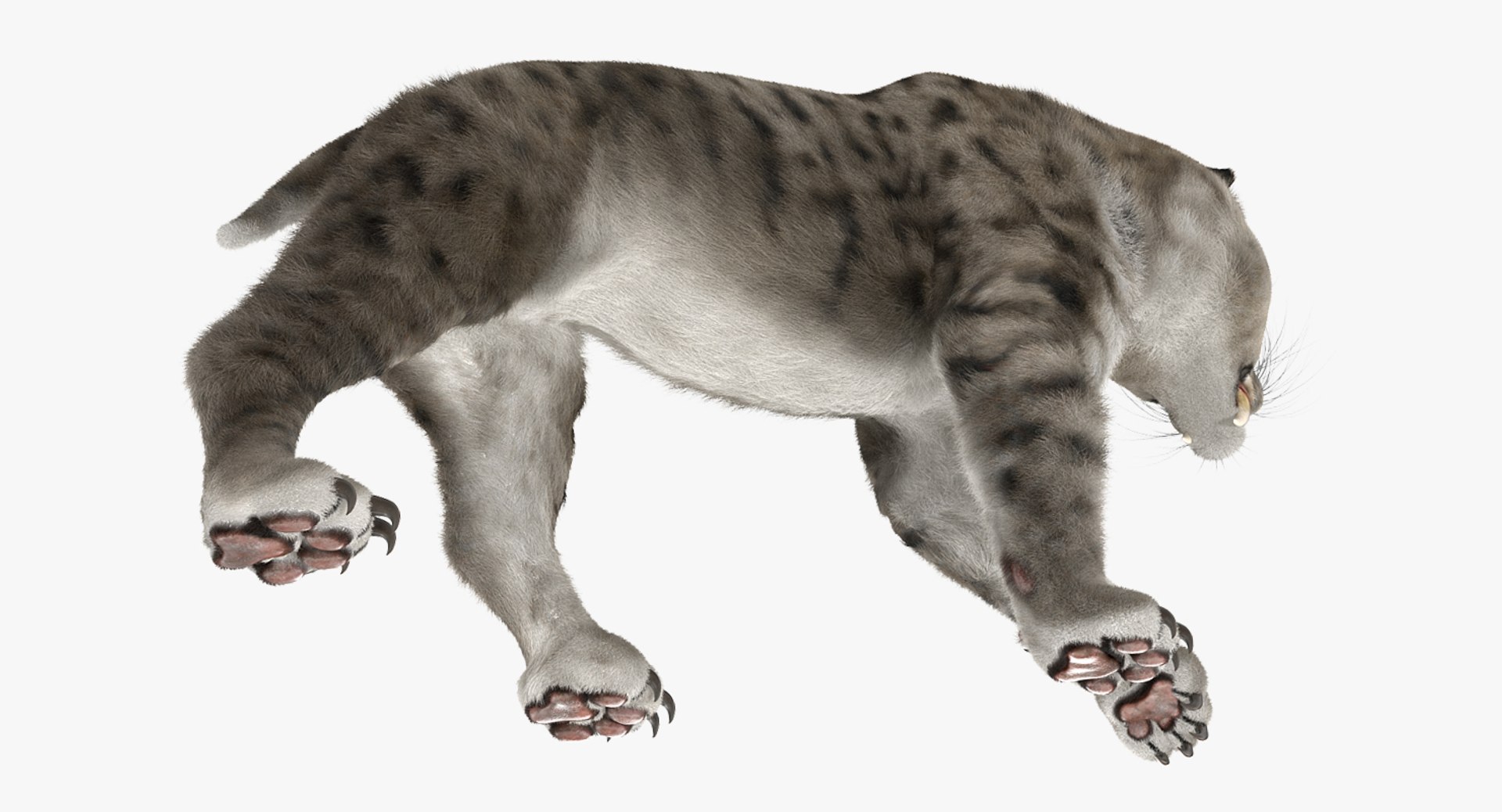 3D arctic saber tooth cat - TurboSquid 1329522