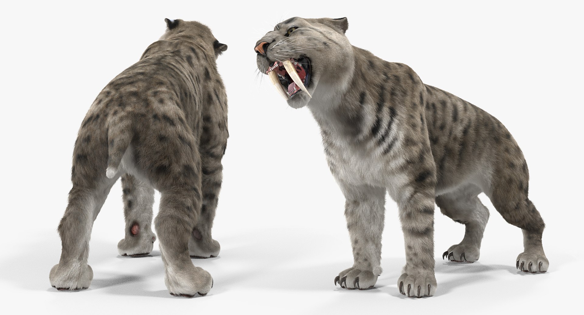 3D arctic saber tooth cat - TurboSquid 1329522