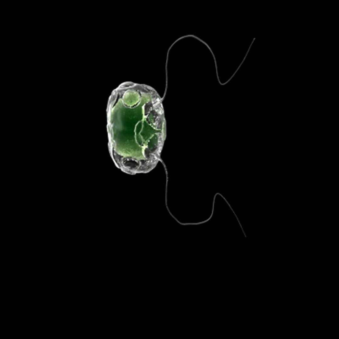 Protist 3d Model