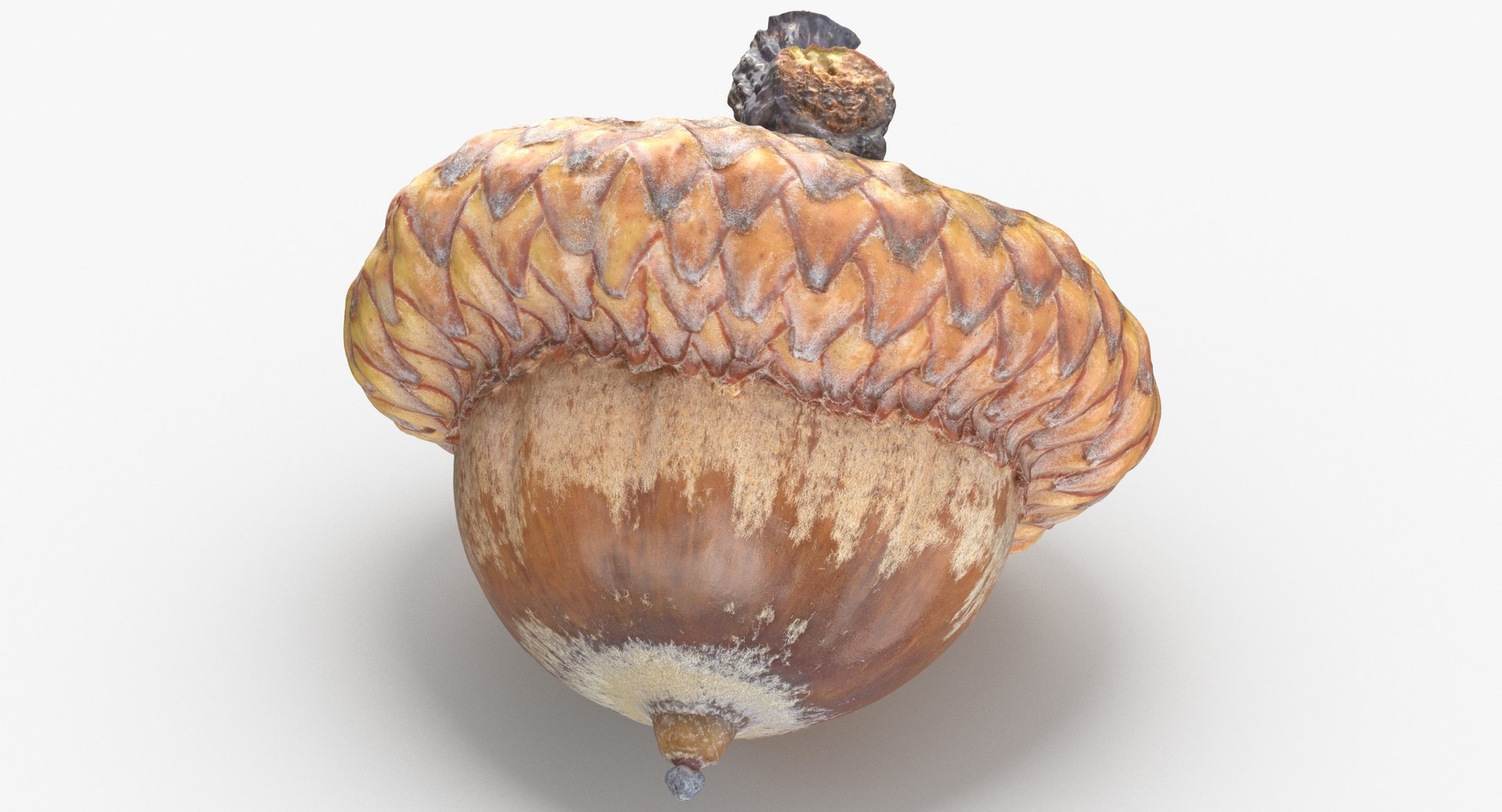 3D Acorns Collection 03 - 3 models model - TurboSquid 1885477