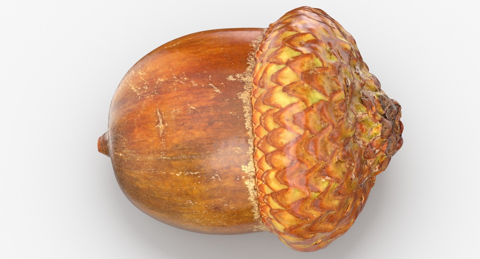 3D Acorns Collection 03 - 3 models model - TurboSquid 1885477