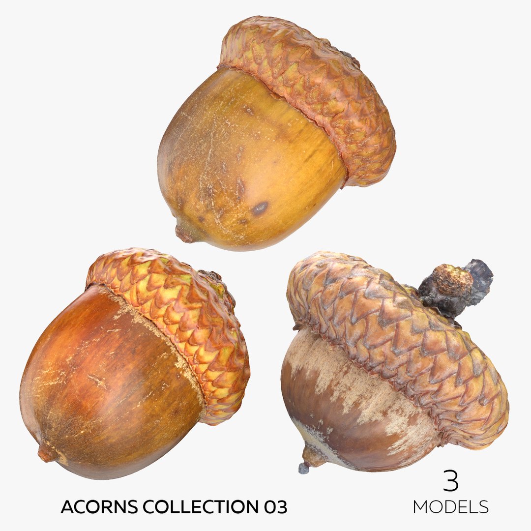 3D Acorns Collection 03 - 3 models model - TurboSquid 1885477