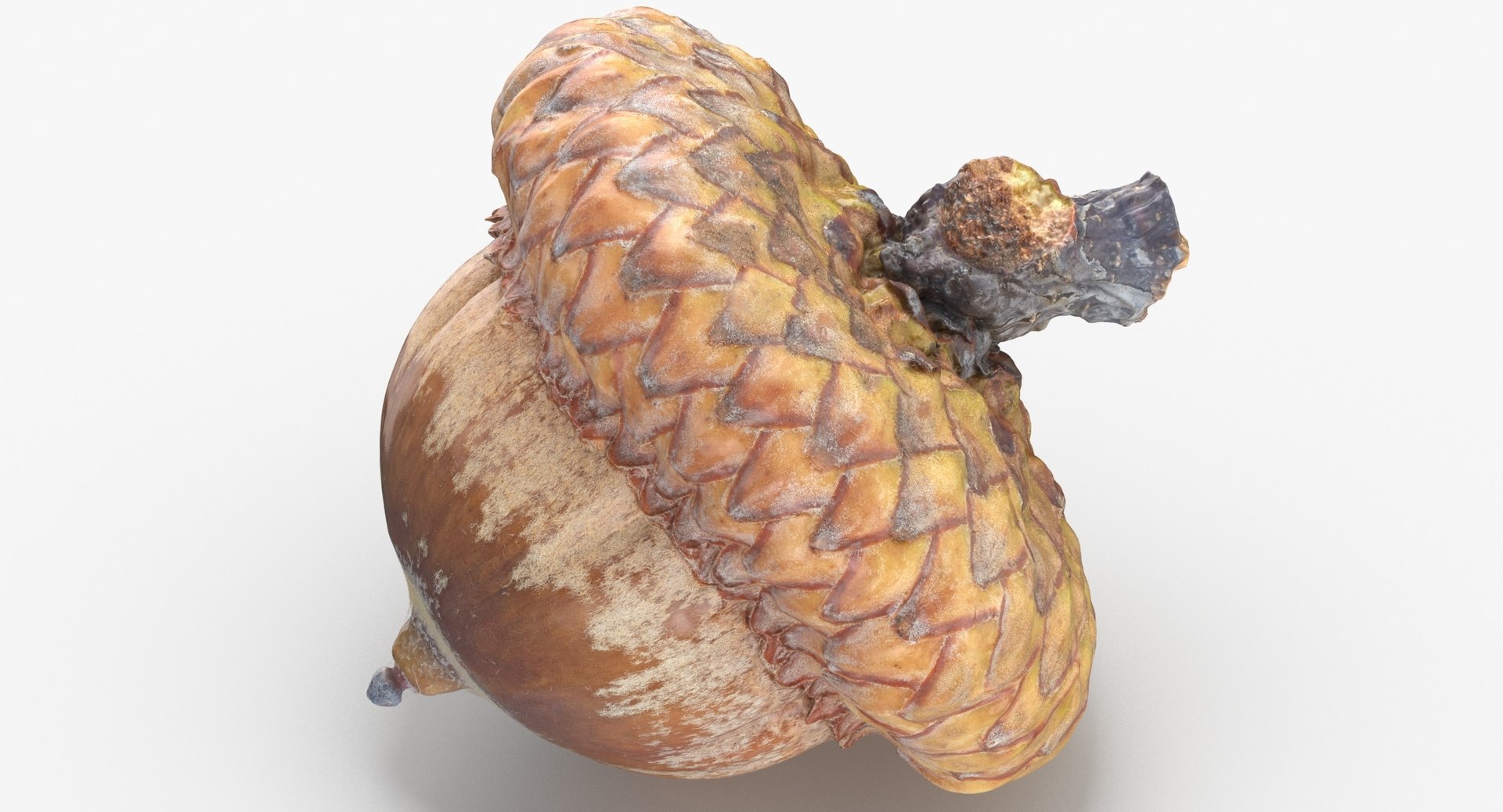 3D Acorns Collection 03 - 3 models model - TurboSquid 1885477