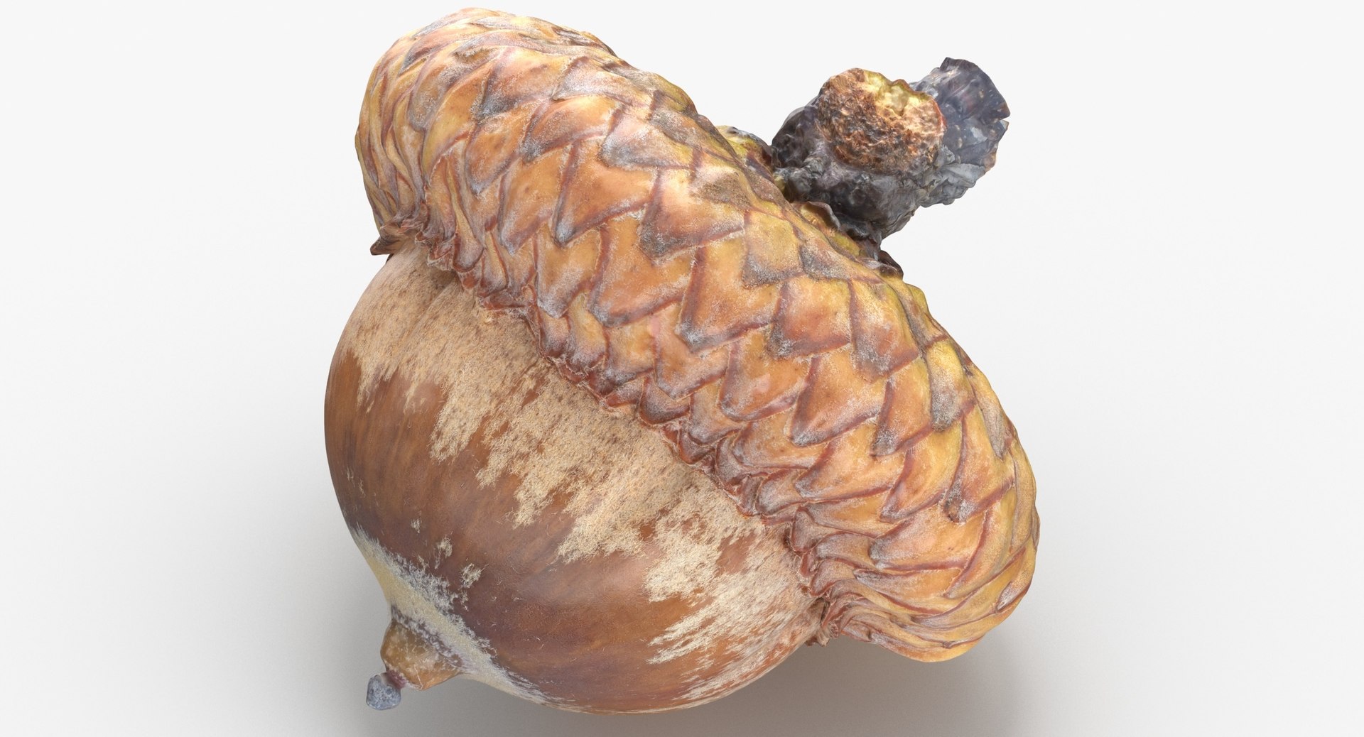 3D Acorns Collection 03 - 3 models model - TurboSquid 1885477