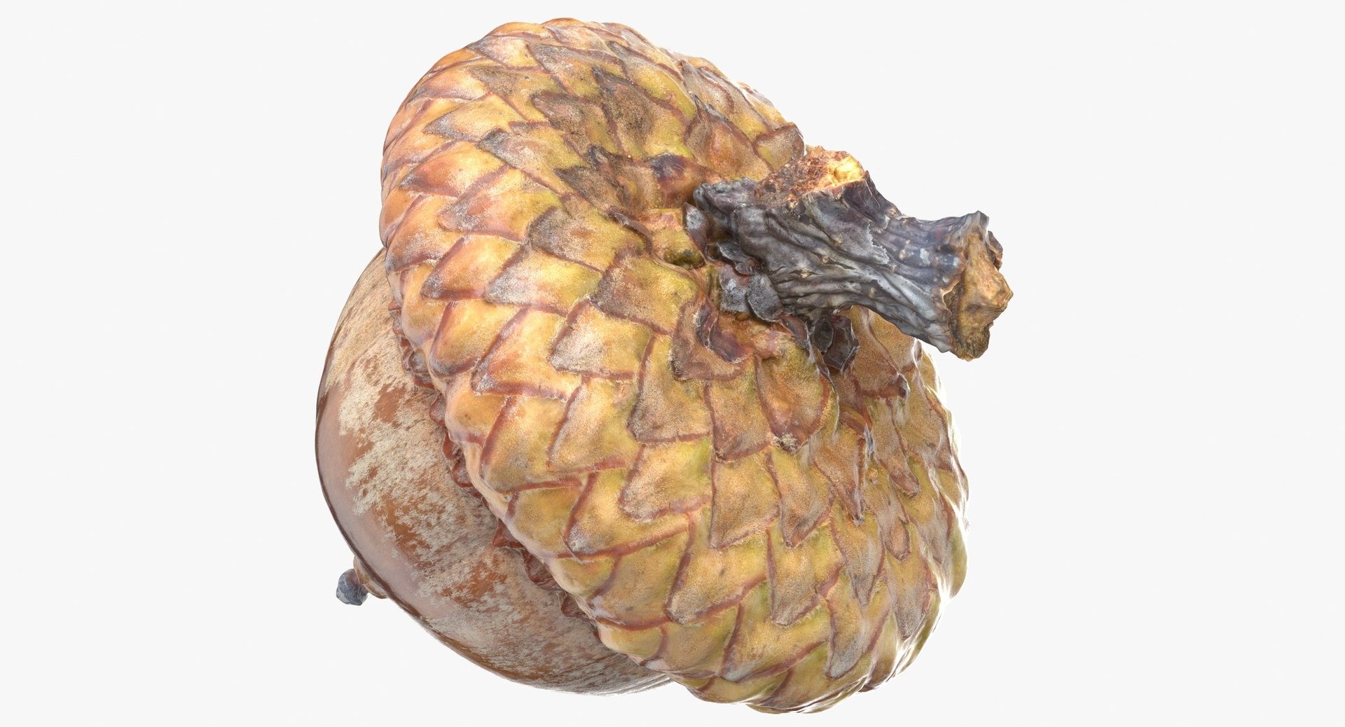 3D Acorns Collection 03 - 3 models model - TurboSquid 1885477