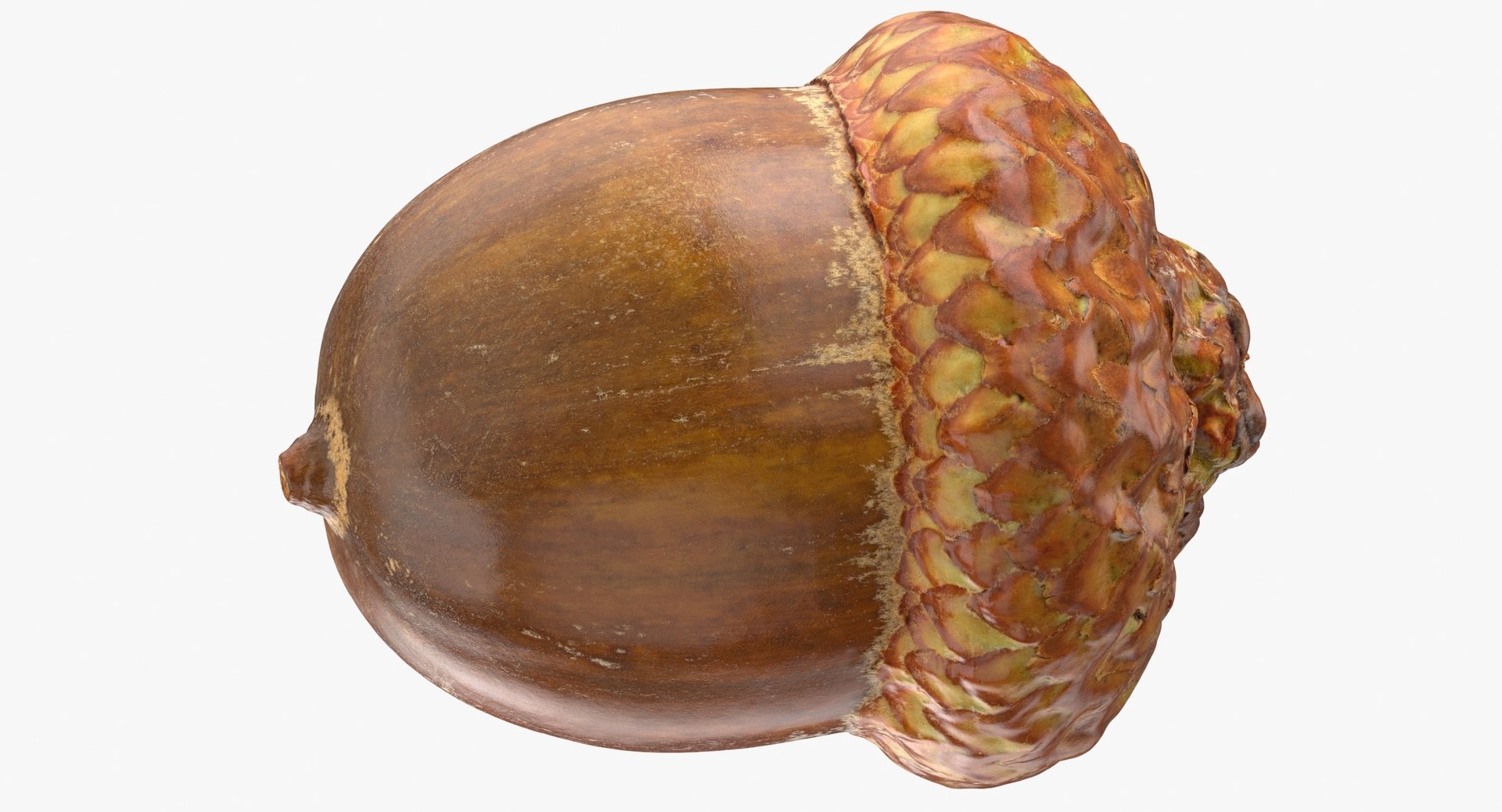 3D Acorns Collection 03 - 3 models model - TurboSquid 1885477