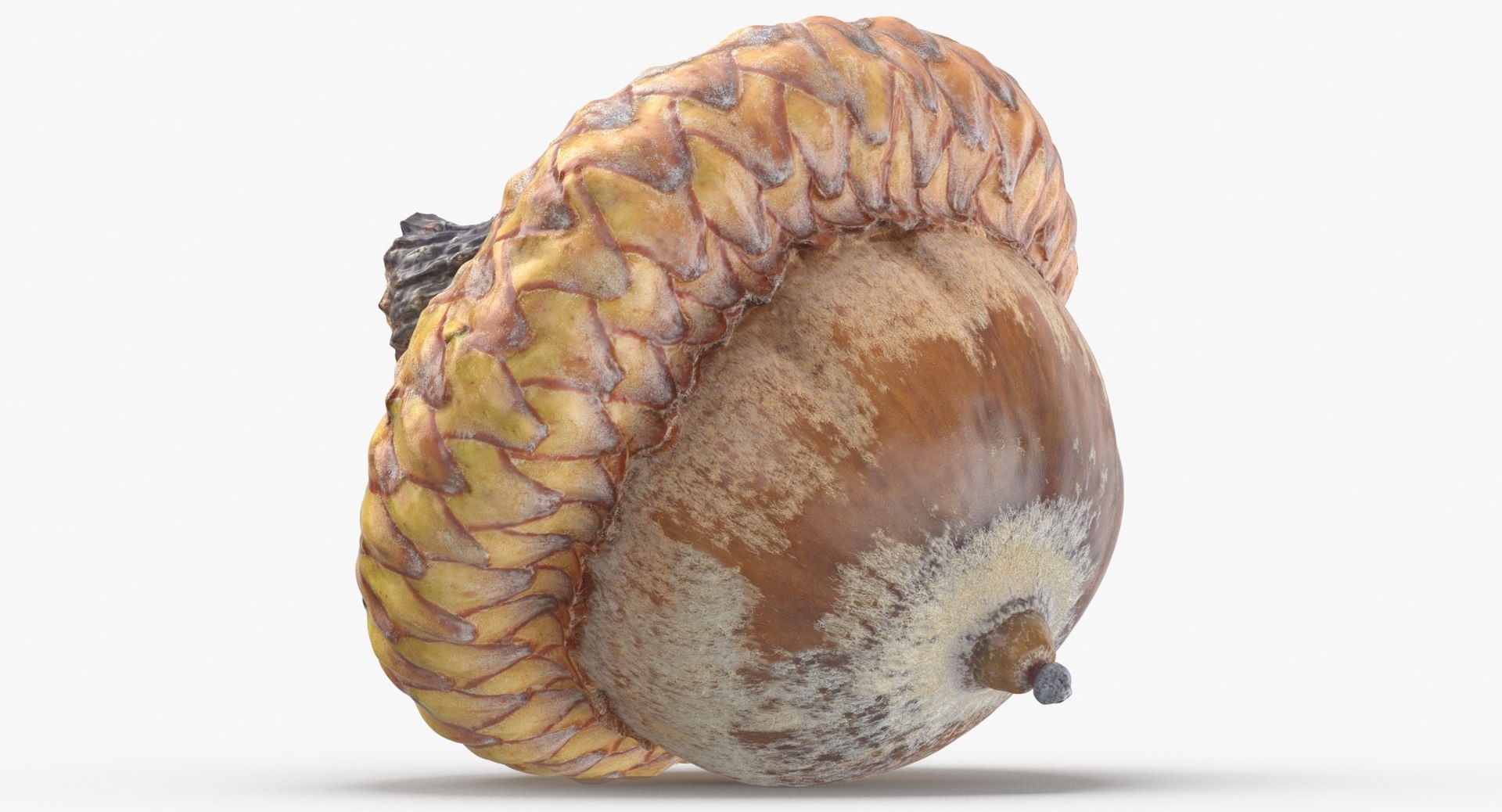 3D Acorns Collection 03 - 3 models model - TurboSquid 1885477