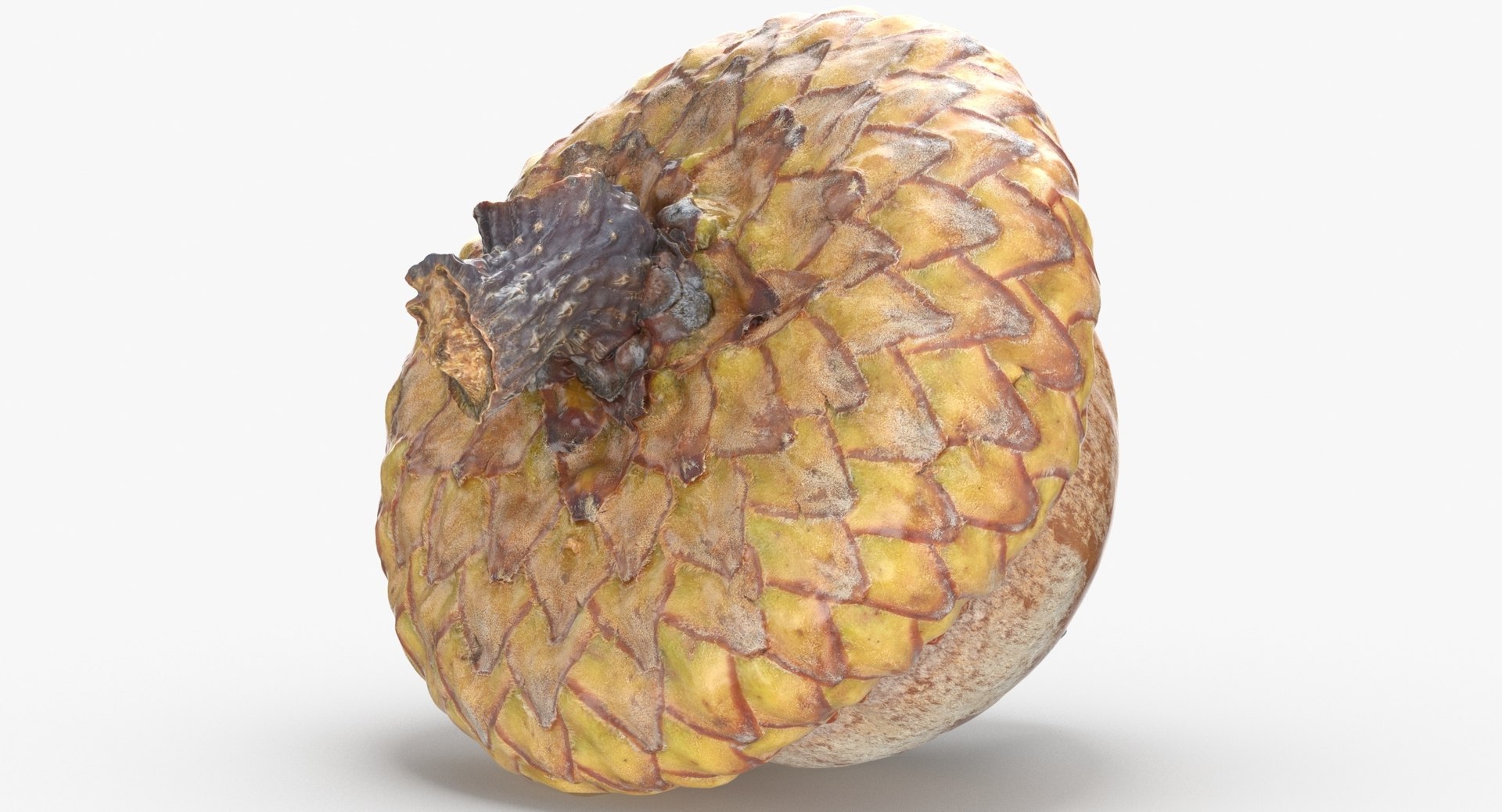 3D Acorns Collection 03 - 3 models model - TurboSquid 1885477