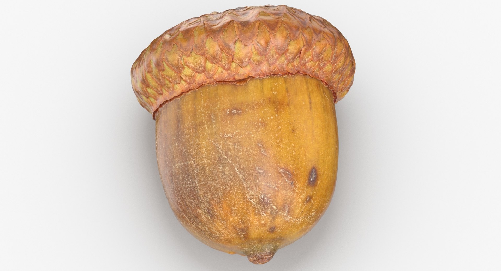 3D Acorns Collection 03 - 3 models model - TurboSquid 1885477