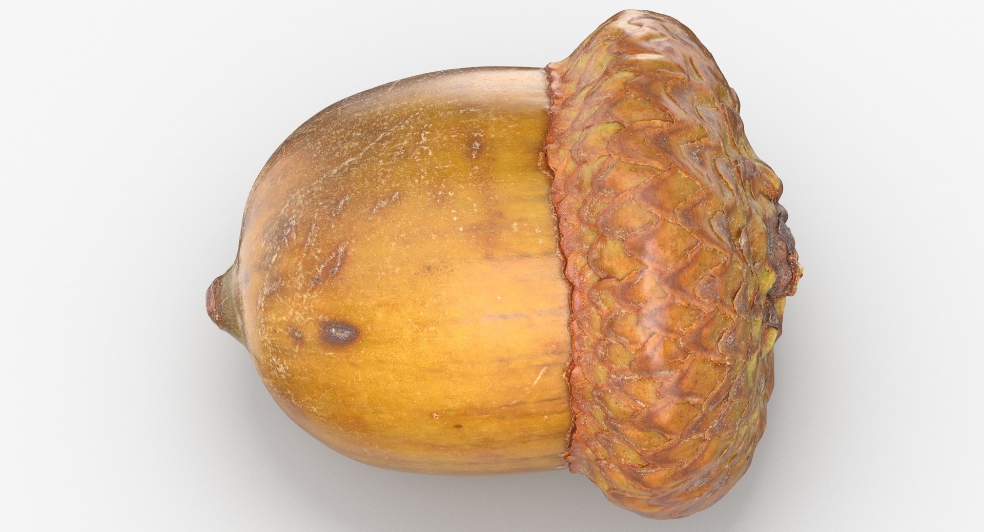 3D Acorns Collection 03 - 3 models model - TurboSquid 1885477