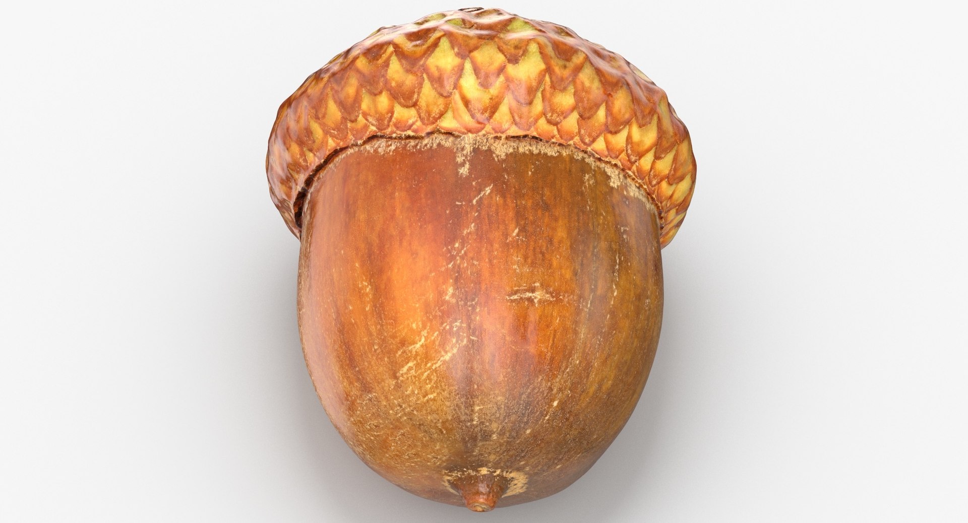 3D Acorns Collection 03 - 3 models model - TurboSquid 1885477