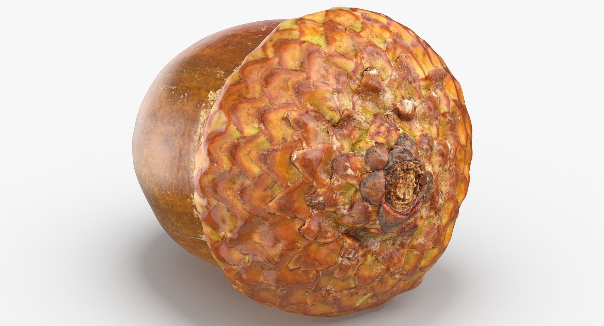 3D Acorns Collection 03 - 3 models model - TurboSquid 1885477