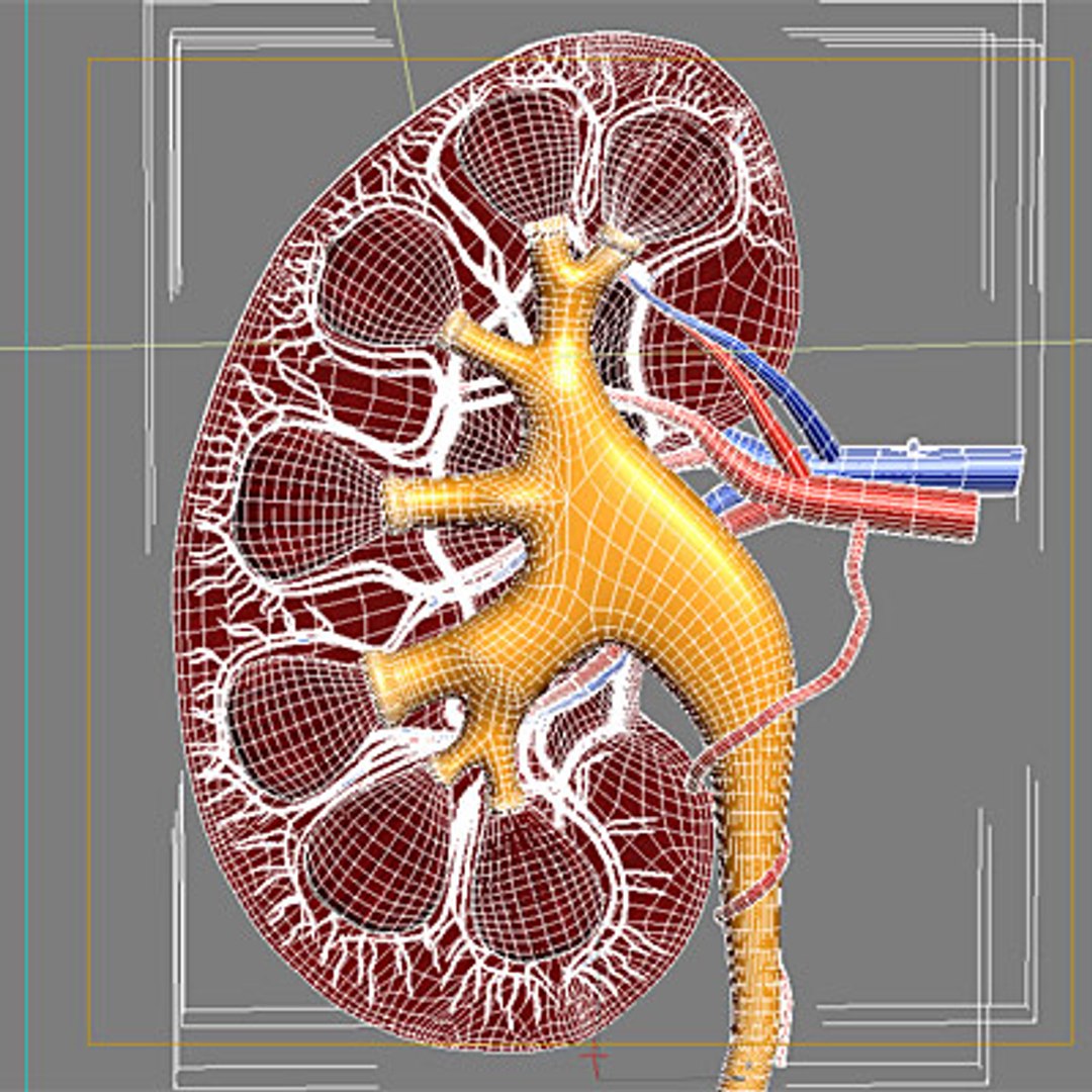 Human Kidney 3d Model