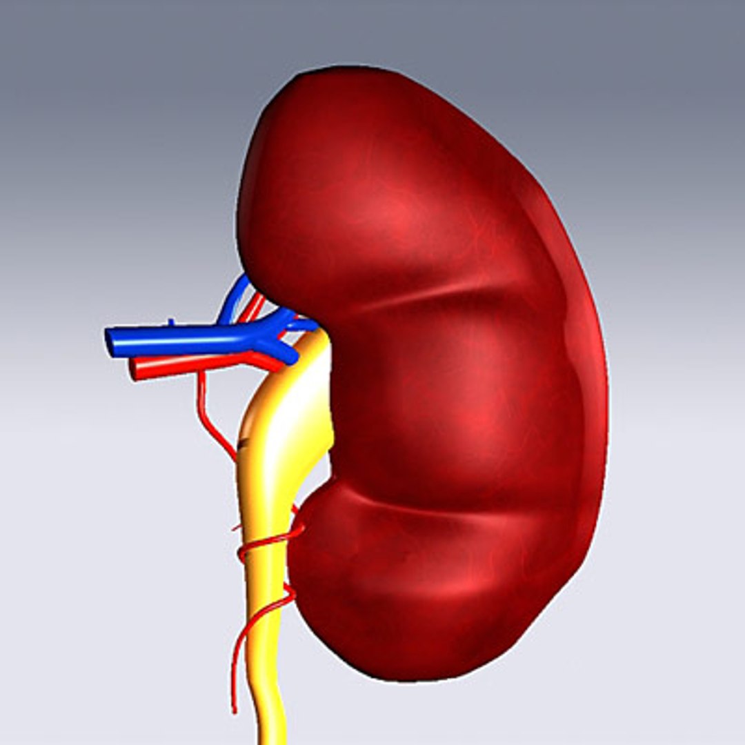 Human Kidney 3d Model