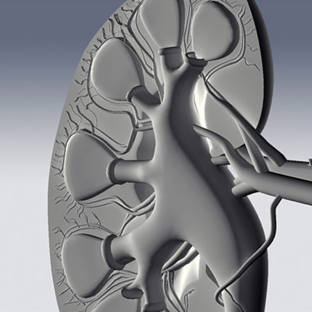 Human Kidney 3d Model